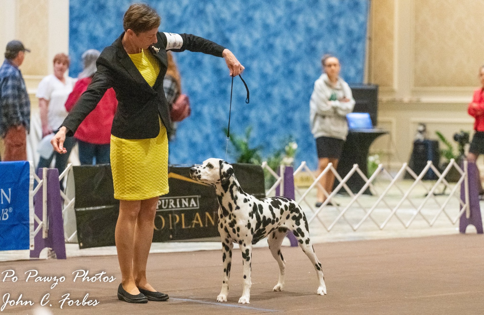 Penny DCA 2022 – Dalmatian Club of America