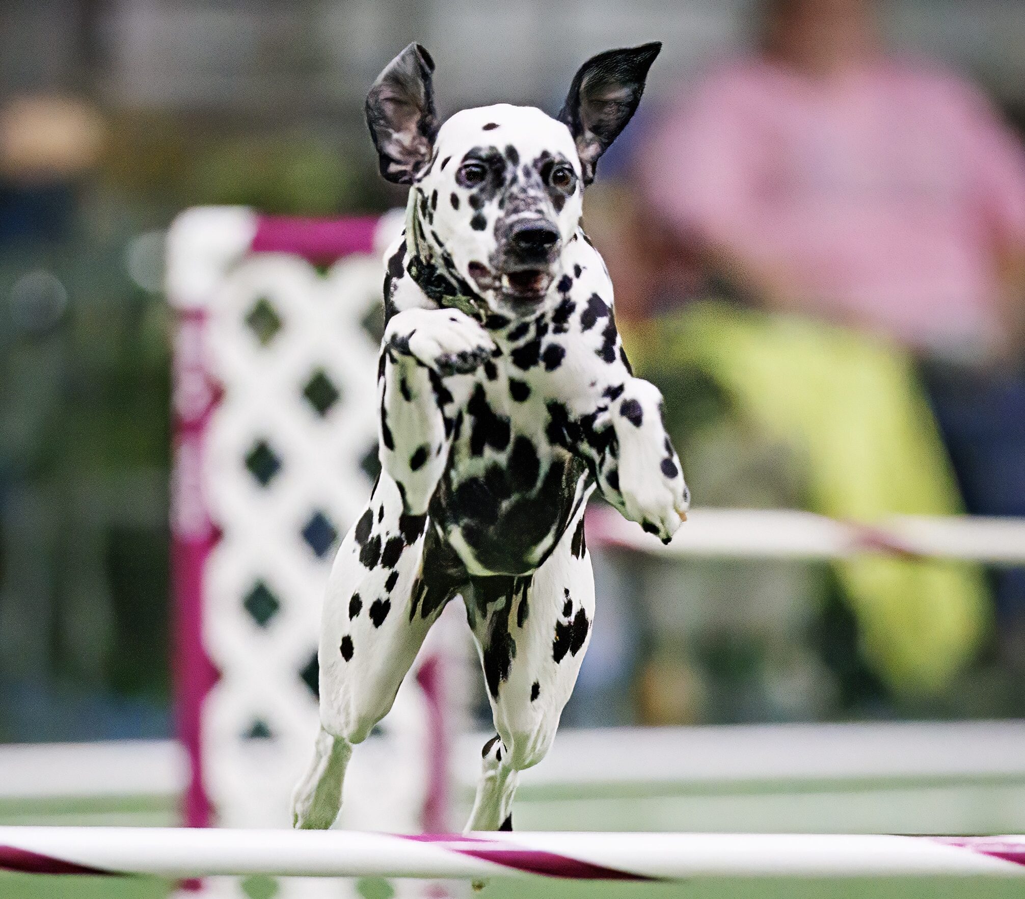 Sundrop_jump – Dalmatian Club of America